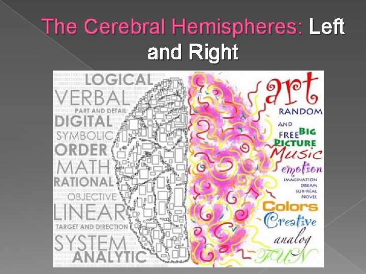 The Brain The Cerebral Hemispheres Left and Right