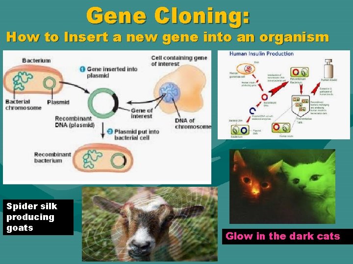 Gene Cloning How to Insert a new gene