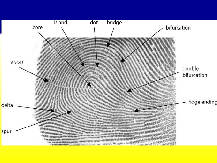 Fingerprinting Forensics 352 Fundamental Principles of Fingerprints A