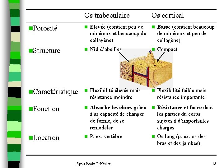 1 2 Les os du corps humain Chapitre