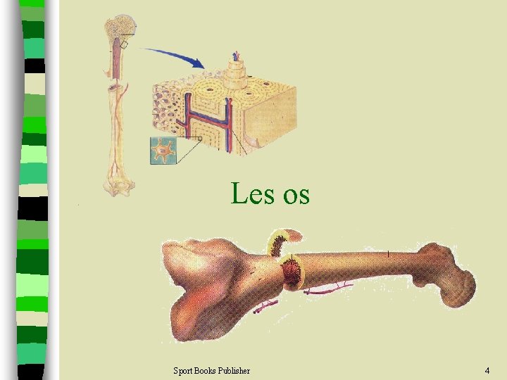 1 2 Les os du corps humain Chapitre