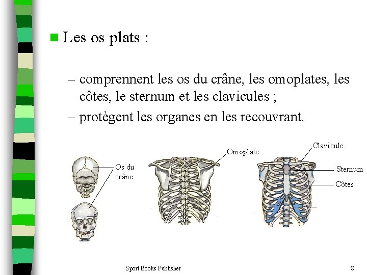1 2 Les os du corps humain Chapitre