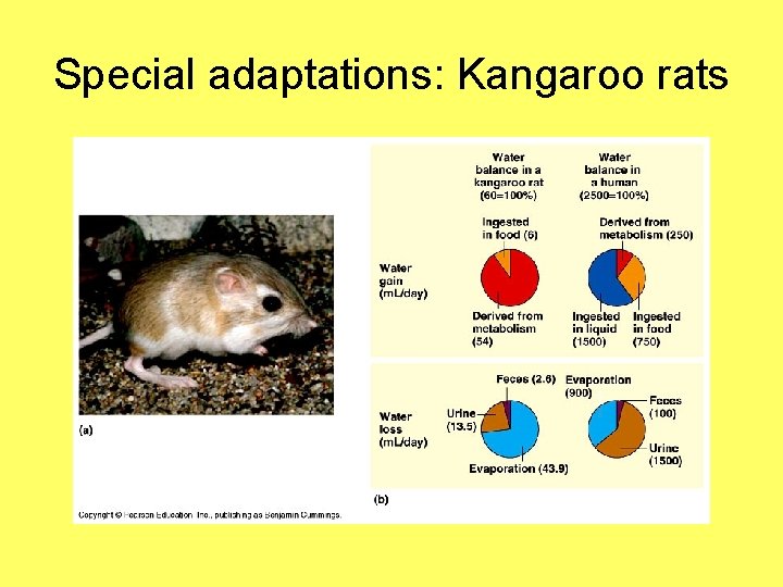 Natural Selection Best adapted survives and reproduces English