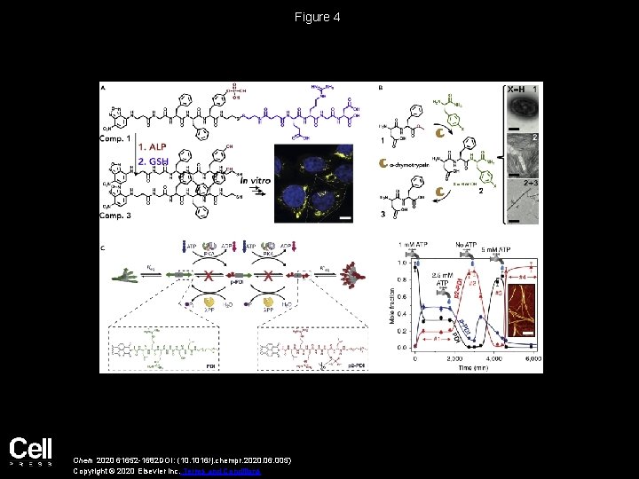 Synthetic Supramolecular Systems in Lifelike Materials and Protocell
