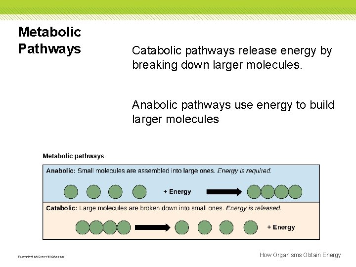 Chapter 8 Section 1 How Organisms Obtain Energy