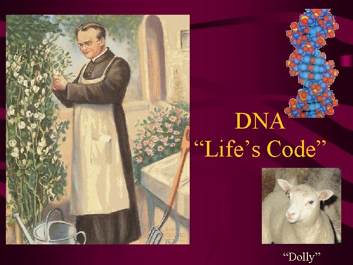 DNA Lifes Code Dolly Chromosomes The cells way