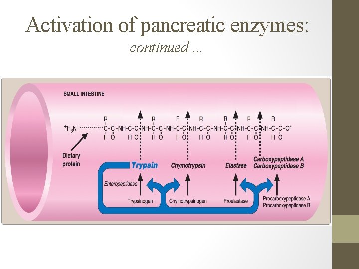 Biochemical Aspects of Digestion of Proteins and Carbohydrates