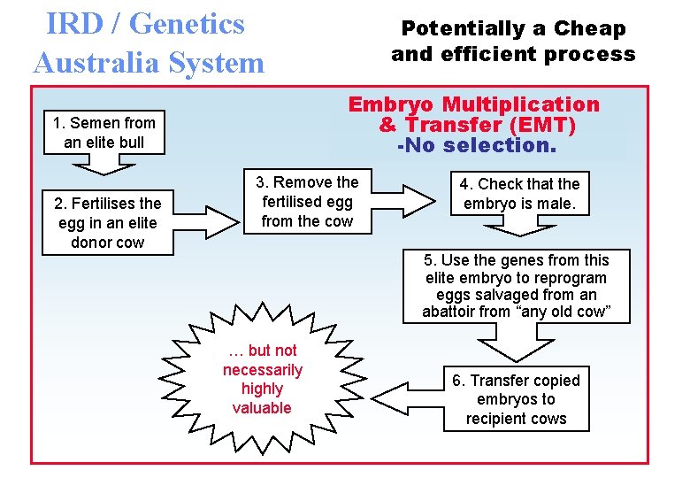 Cloning Cattle A Sandy E Mc Clintock Embryo