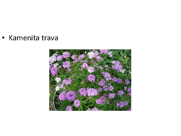 TRAJNICE Ova skupina biljaka traje dugo godina i