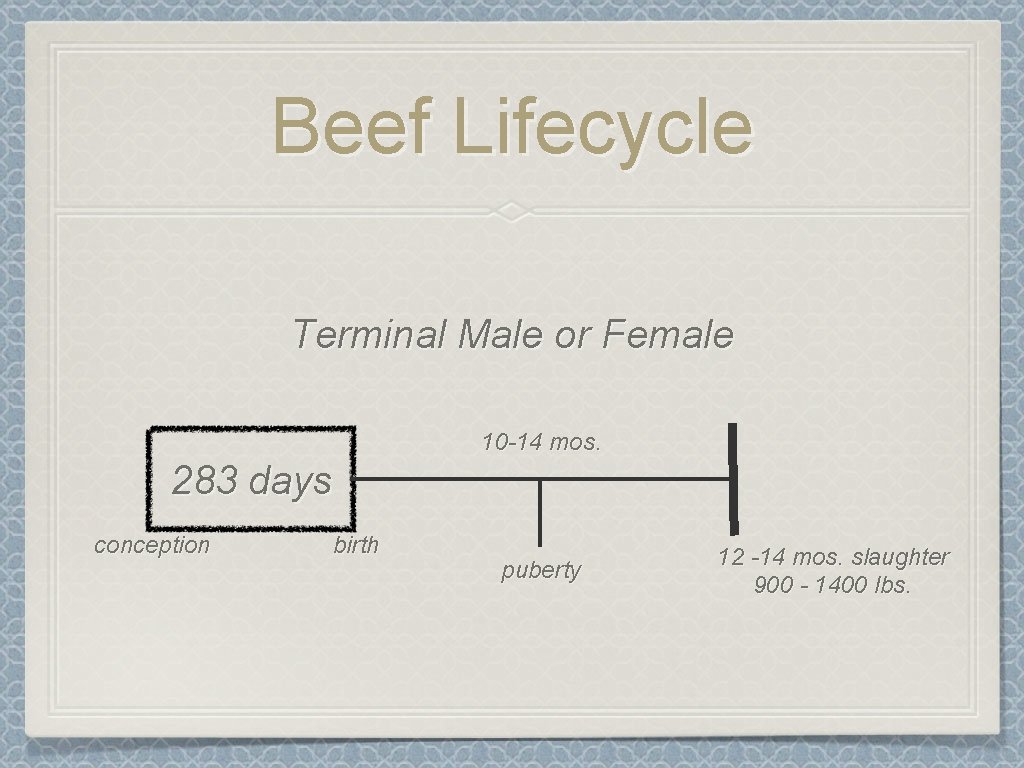 Beef Cattle Production An Introduction cowcalfpair gif Segments