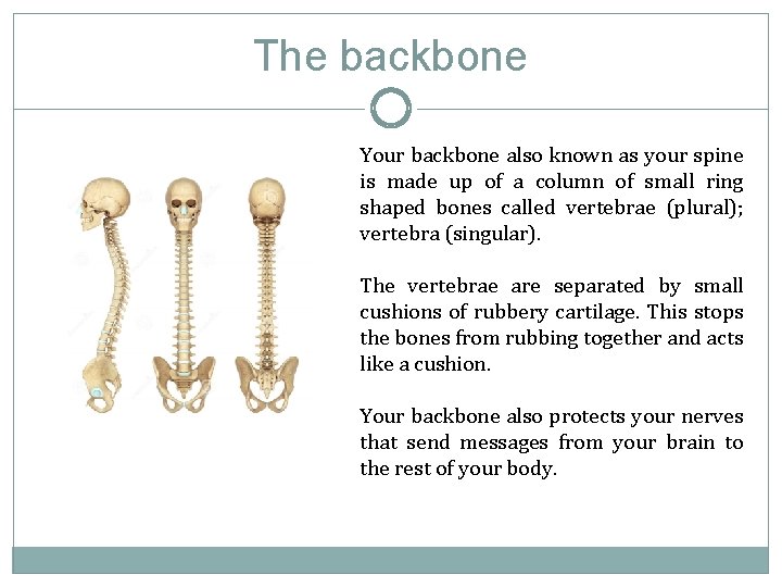 The Skeletal System and How it Works MS