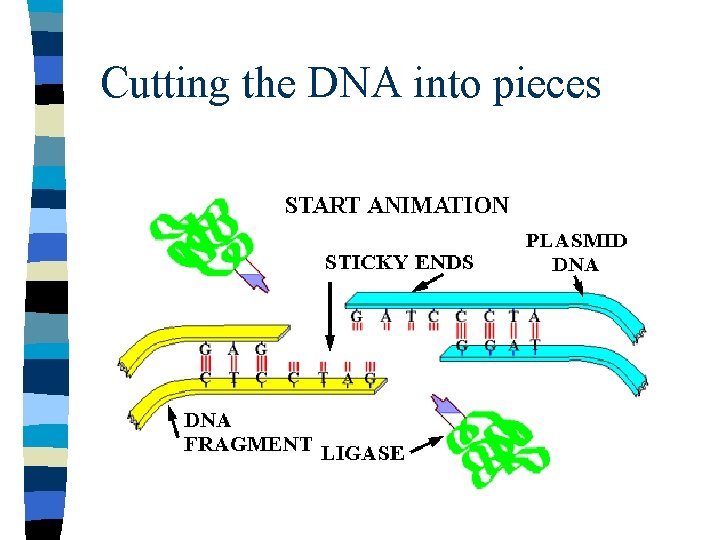 DNA n Made of nucleotides Sugar deoxyribose Phosphate