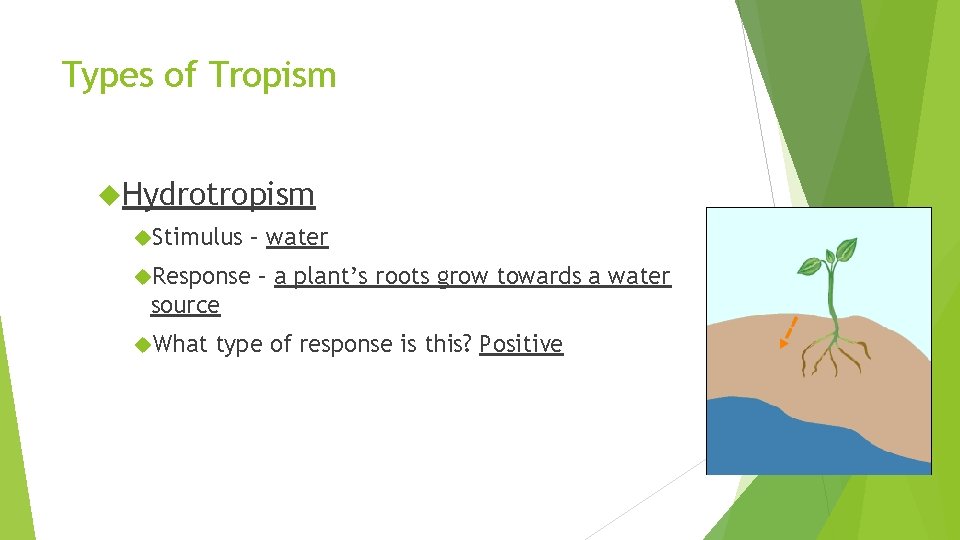 Tropism Plants response to stimulus What is Tropism