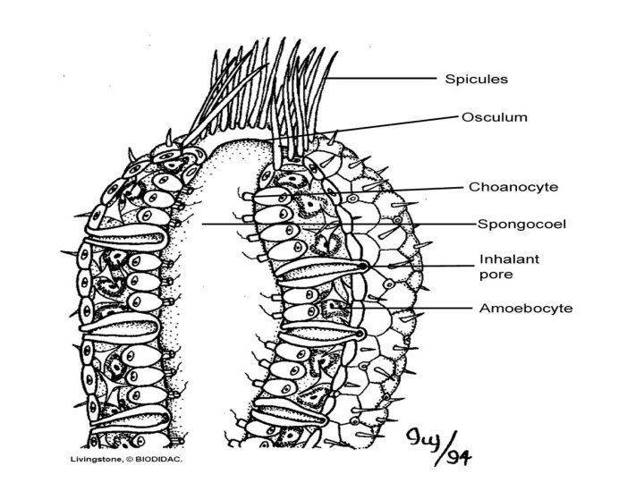 Phylum Porifera pore bearers pages 664 to 667