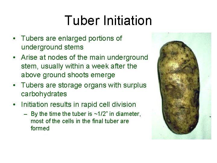 Tuber Crops Potato Jerusalem artichoke Yam Enlarged stolons