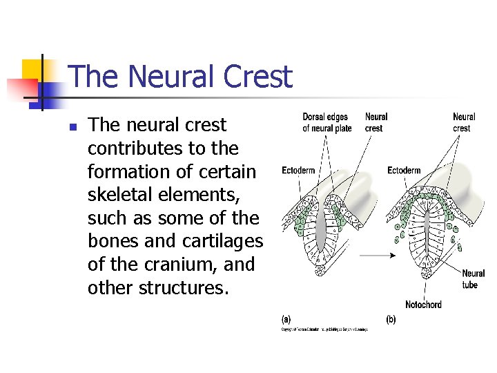 CHAPTER 34 VERTEBRATE EVOLUTION AND DIVERSITY Chordates 2