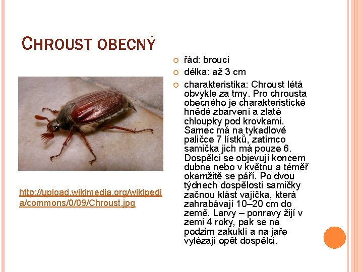 SEZNAM IVOICH HMYZ A BEZOBRATL Hlem zahradn Chroust