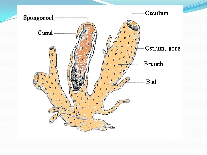BAB 8 ANIMALIA Standar Kompetensi Memahami manfaat keanekaragaman