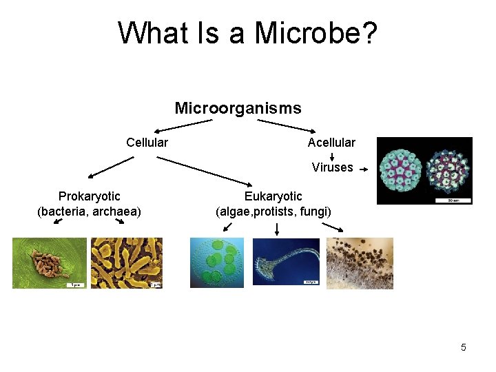 BIO 3308 MICROBIOLOGY 1 Chapter 1 Microbial Life