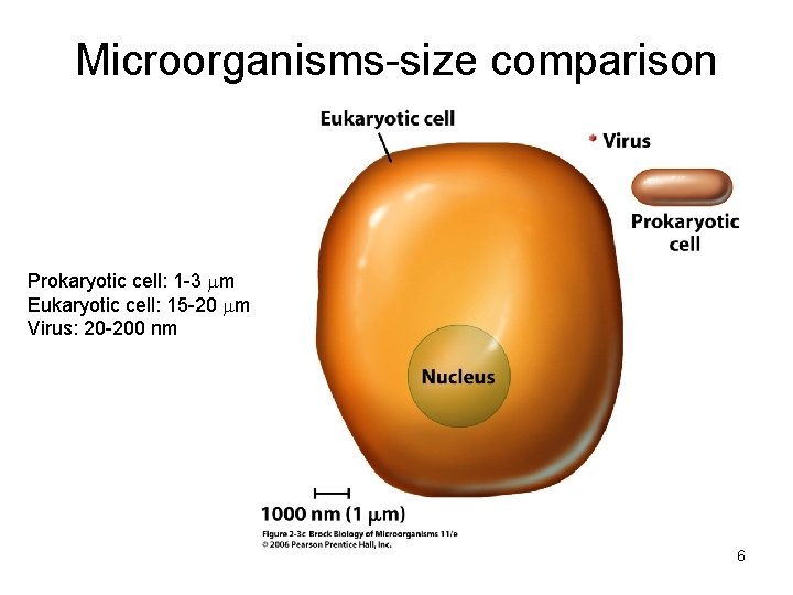 BIO 3308 MICROBIOLOGY 1 Chapter 1 Microbial Life