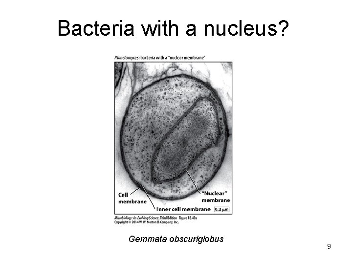 BIO 3308 MICROBIOLOGY 1 Chapter 1 Microbial Life