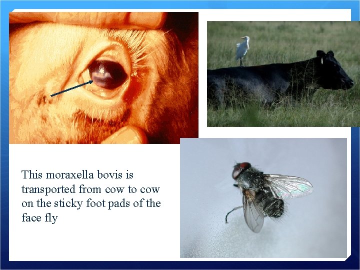 Parasites Laboratory Procedures living together There are types