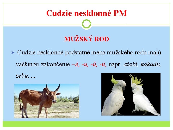 Cudzie nesklonn podstatn men Mgr Monika Itokov Cudzie