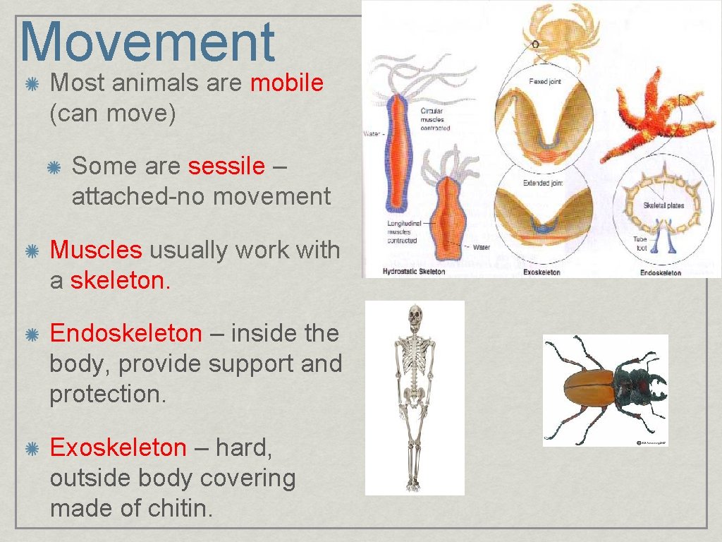 Kingdom Animalia Invertebrates no backbone What is an