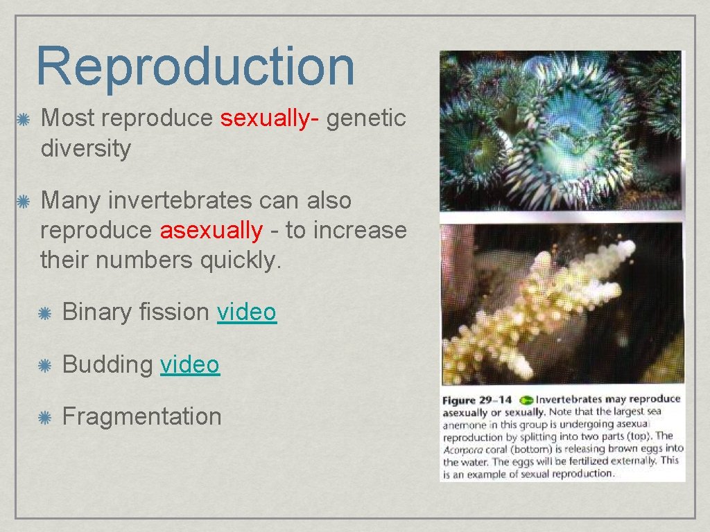 Kingdom Animalia Invertebrates no backbone What is an