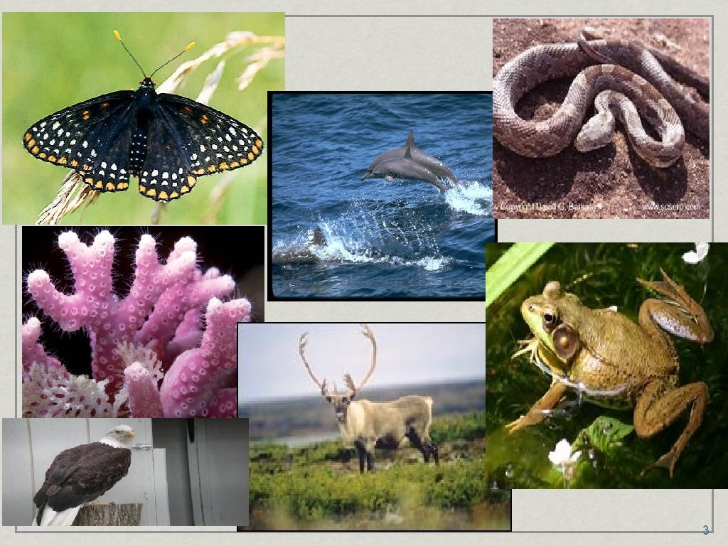 Kingdom Animalia Invertebrates no backbone What is an