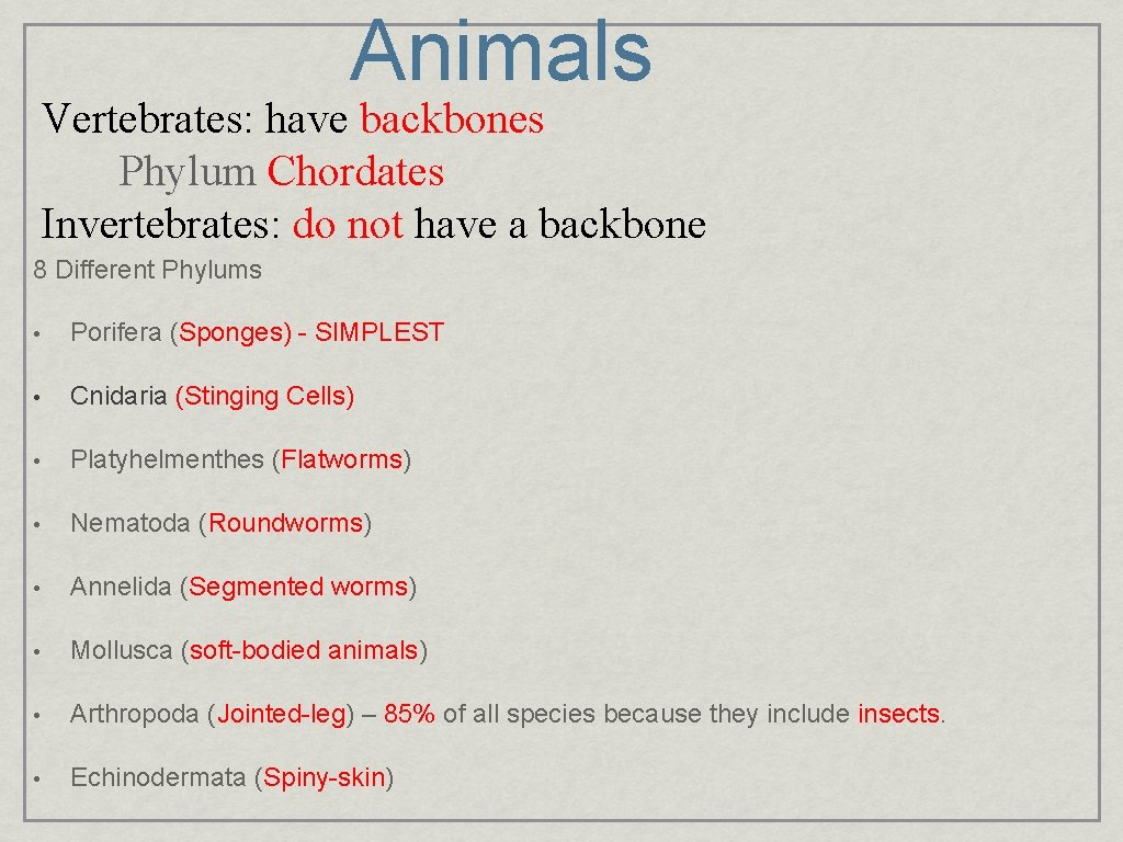 Kingdom Animalia Invertebrates no backbone What is an