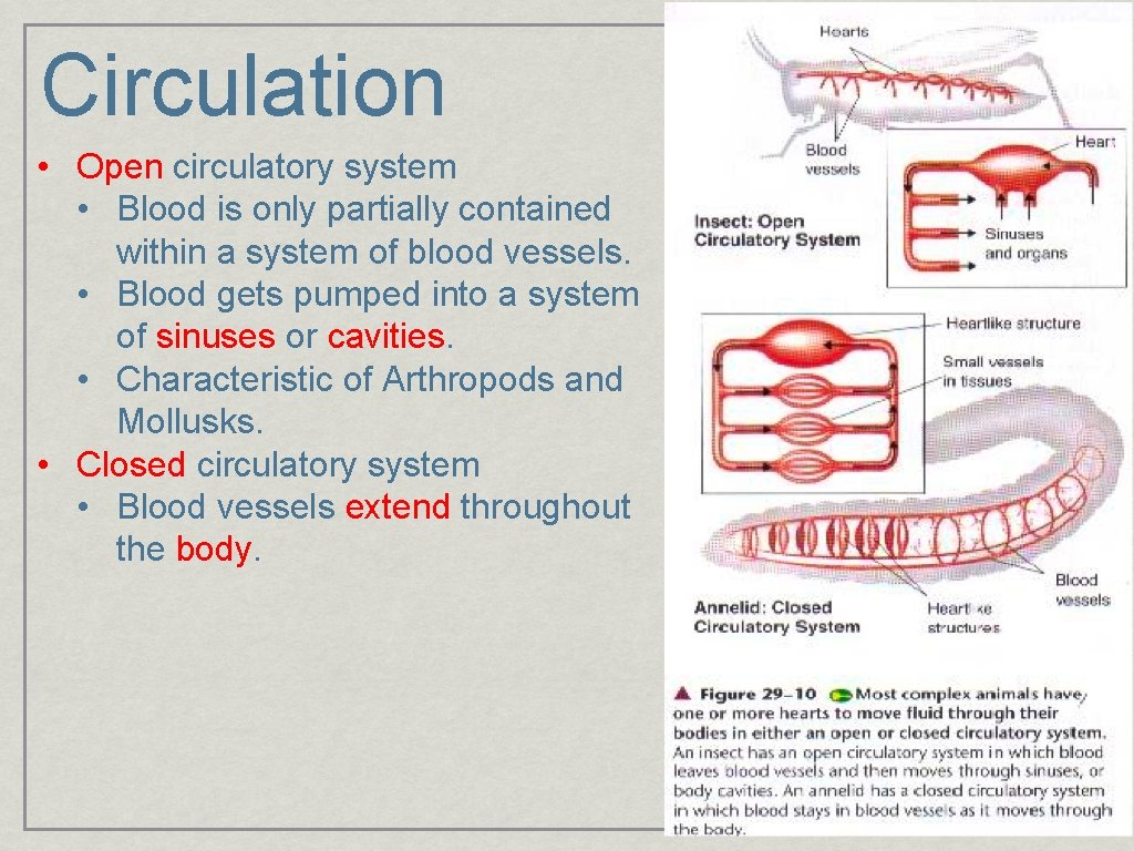 Kingdom Animalia Invertebrates no backbone What is an