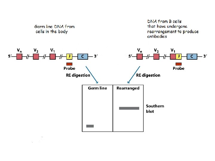 Chapter 7 Organization and Expression of Immunoglobulin Genes