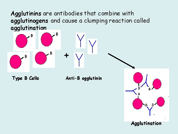 Human Anatomy and Physiology Lab 1 Blood Background
