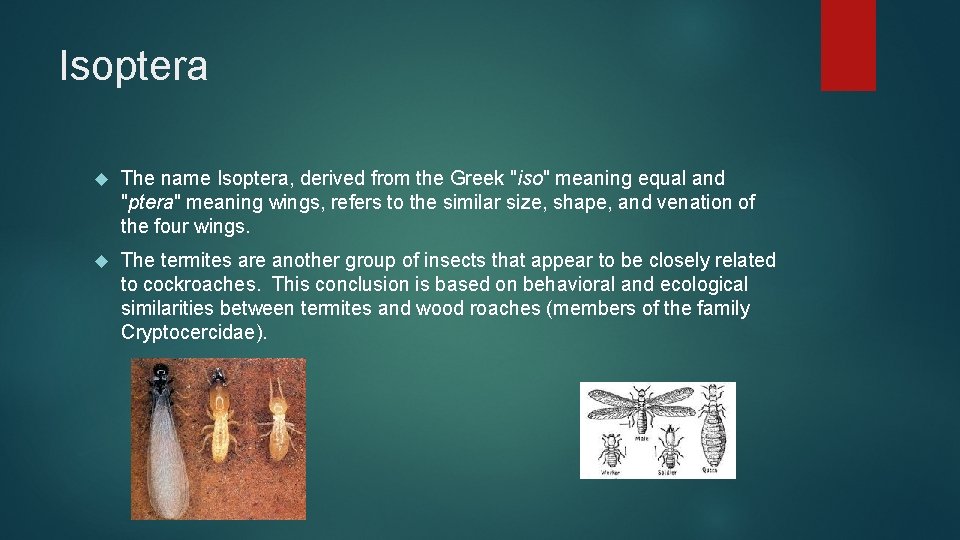 Insect Taxonomic Diversity BY MARCUS MORALES Insect Orders