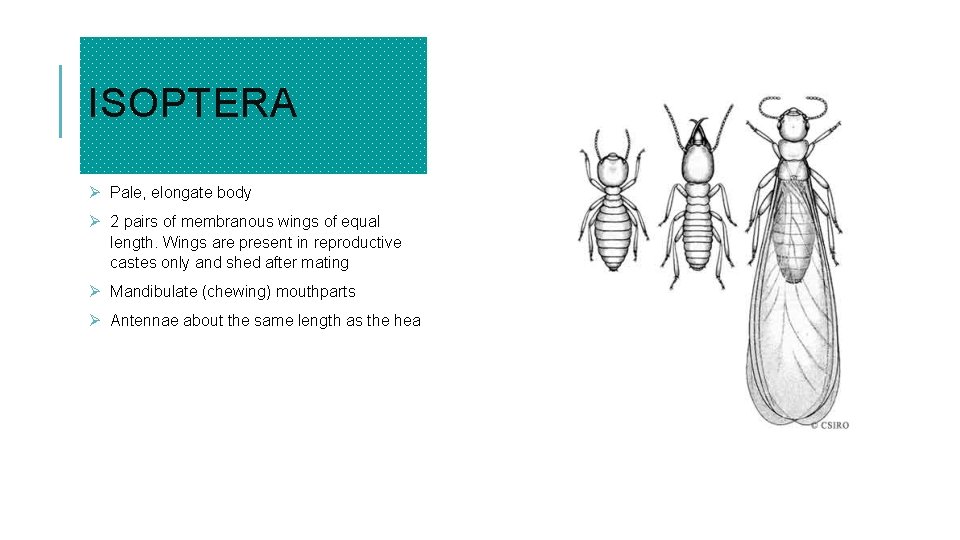 INSECT TAXONOMIC DIVERSITY By Ashton Durbin INSECT ORDERS