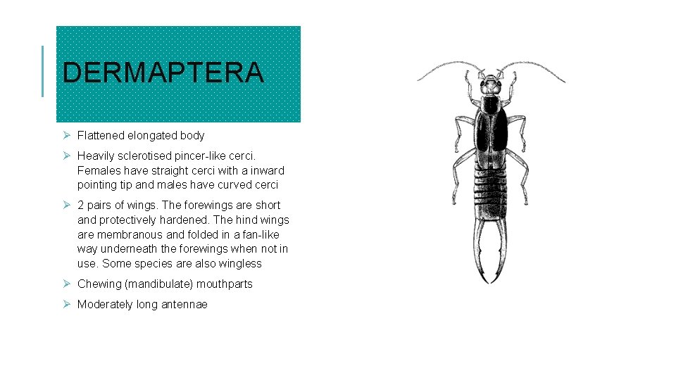 INSECT TAXONOMIC DIVERSITY By Ashton Durbin INSECT ORDERS