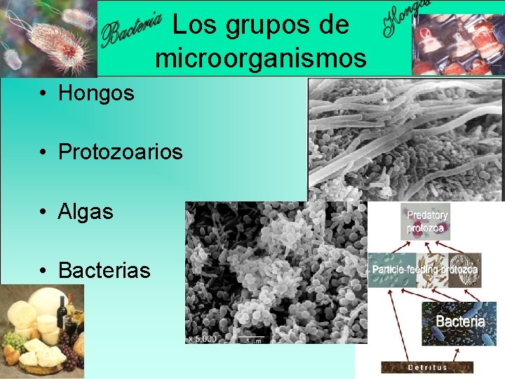 Introduccin Los grupos de microorganismos Hongos Protozoarios Algas