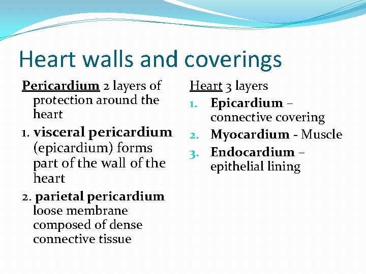 Circulatory System The heart and major blood vessels