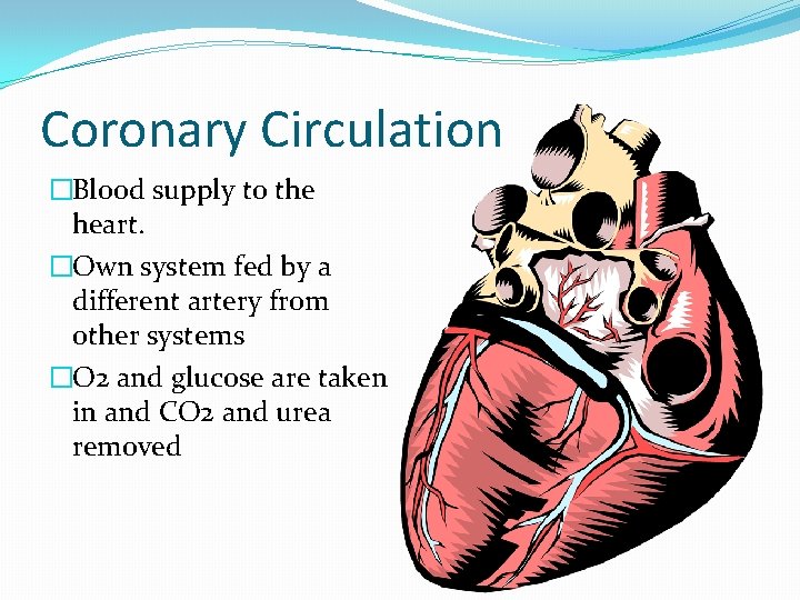 Circulatory System The heart and major blood vessels