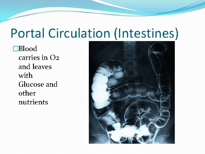 Circulatory System The heart and major blood vessels