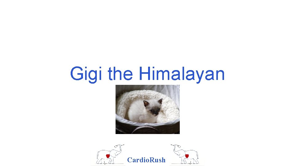 Gigi the Himalayan Cardio Rush Presentation 5 month