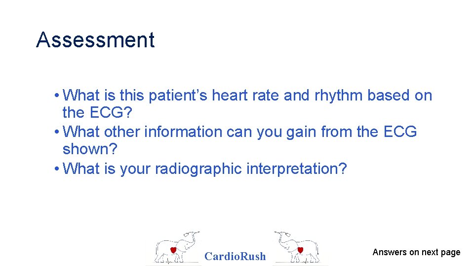 Gigi the Himalayan Cardio Rush Presentation 5 month