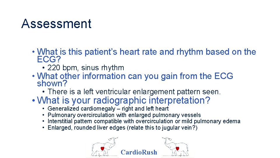 Gigi the Himalayan Cardio Rush Presentation 5 month