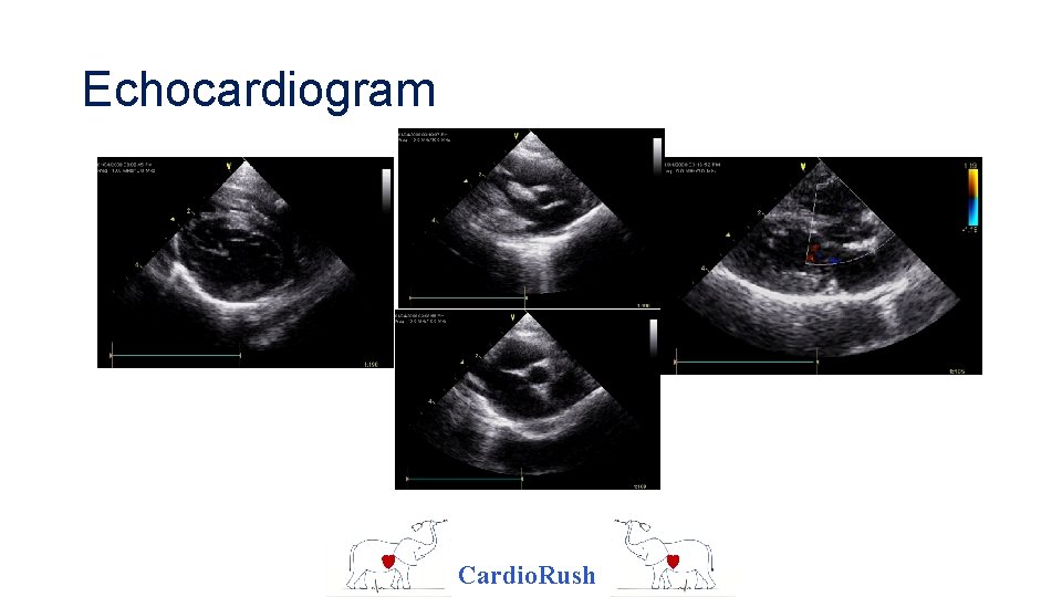 Gigi the Himalayan Cardio Rush Presentation 5 month