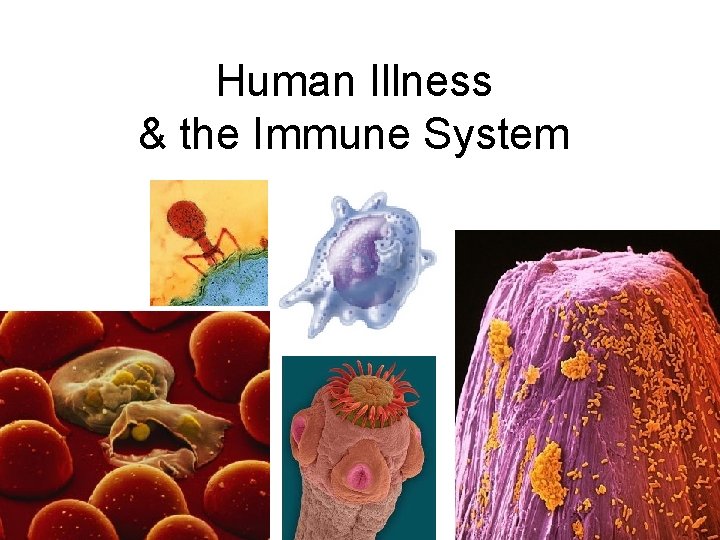 Human Illness the Immune System Communicable Diseases Pathogens