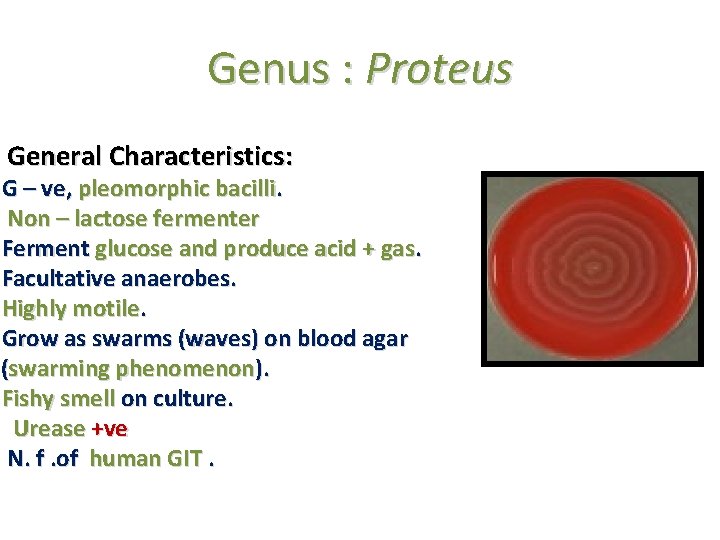 Gram Negative Bacilli Family Enterobacteriaceae Genus Proteus Species