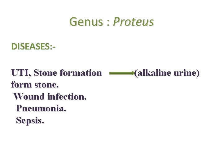 Gram Negative Bacilli Family Enterobacteriaceae Genus Proteus Species