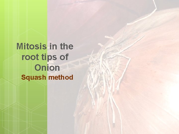 Mitosis in the root tips of Onion Squash
