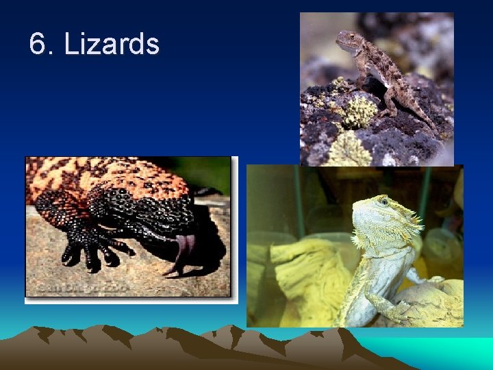 Reptiles 1 Reptiles Coldblood vertebrates Dry scaly skin